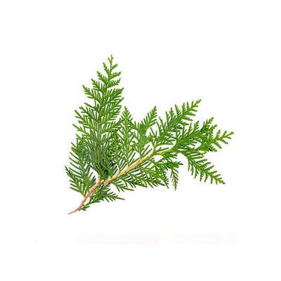 Cypress Perfume | Good Perfumer - Bon Parfumeur