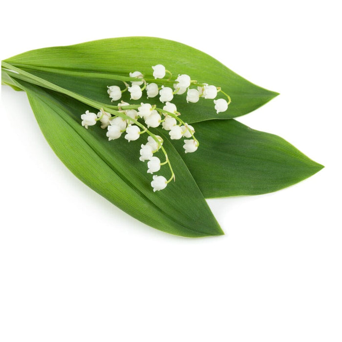 The best lily of the valley perfumes - Bon Parfumeur Paris