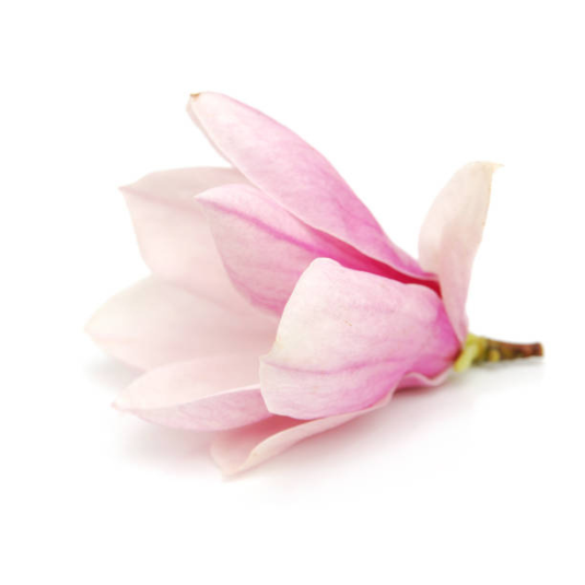 Magnolia Perfume | Bon Parfumeur