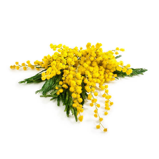 Mimosa Perfume | Bon Parfumeur