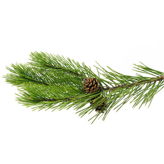 Pine Perfume | Bon Parfumeur