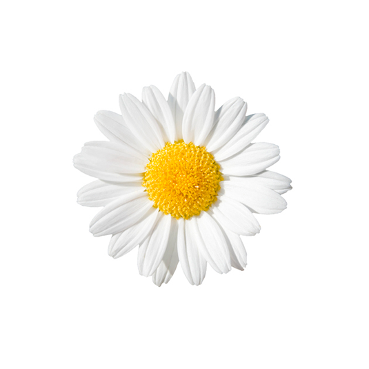 Chamomile perfume | Bon Parfumeur