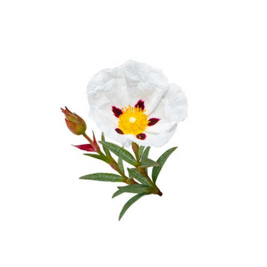 Cistus Labdanum Perfume – Bon Parfumeur