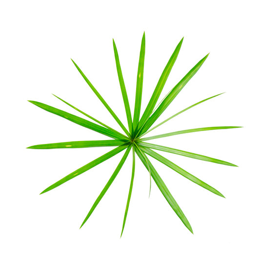 Cypriol Perfume | Bon parfumeur – Bon Parfumeur